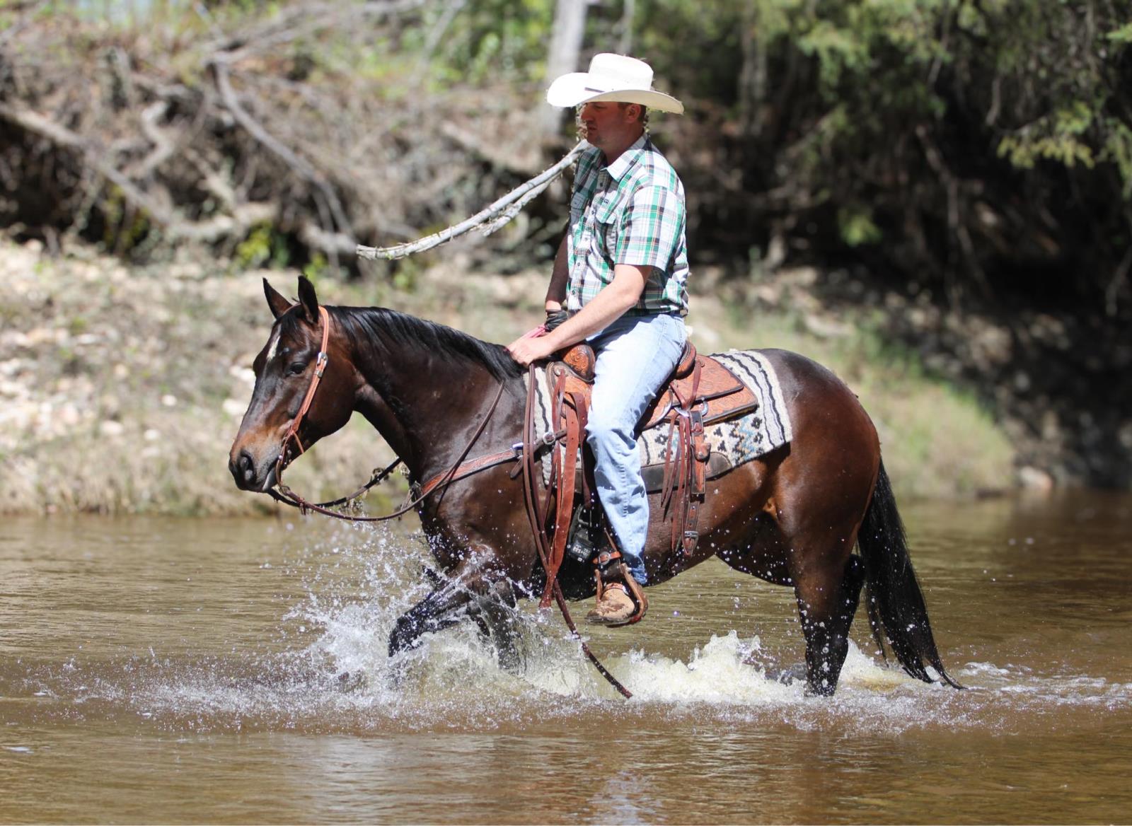 Chicken Little Doc: - All Around Horse Sale