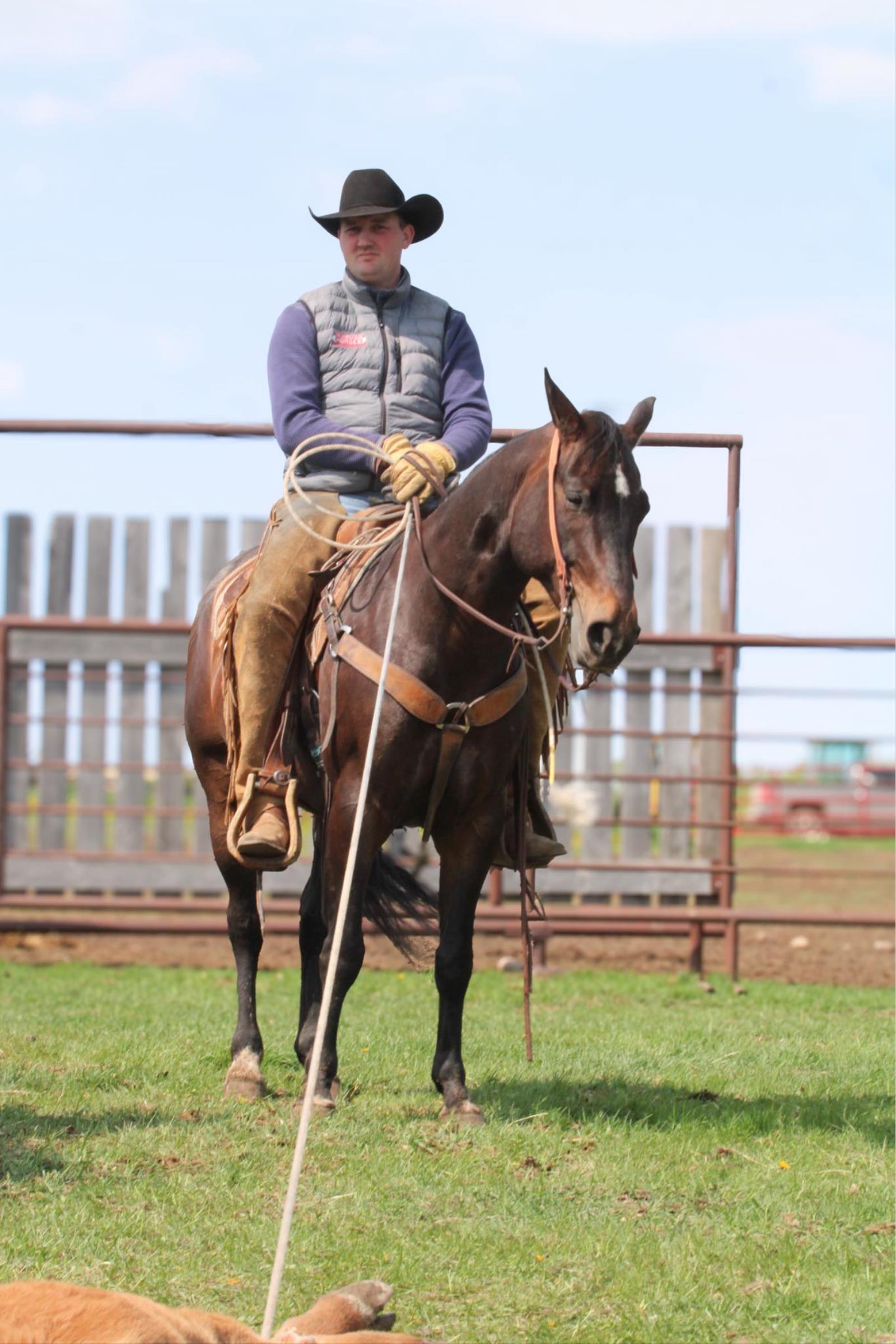 Chicken Little Doc: - All Around Horse Sale