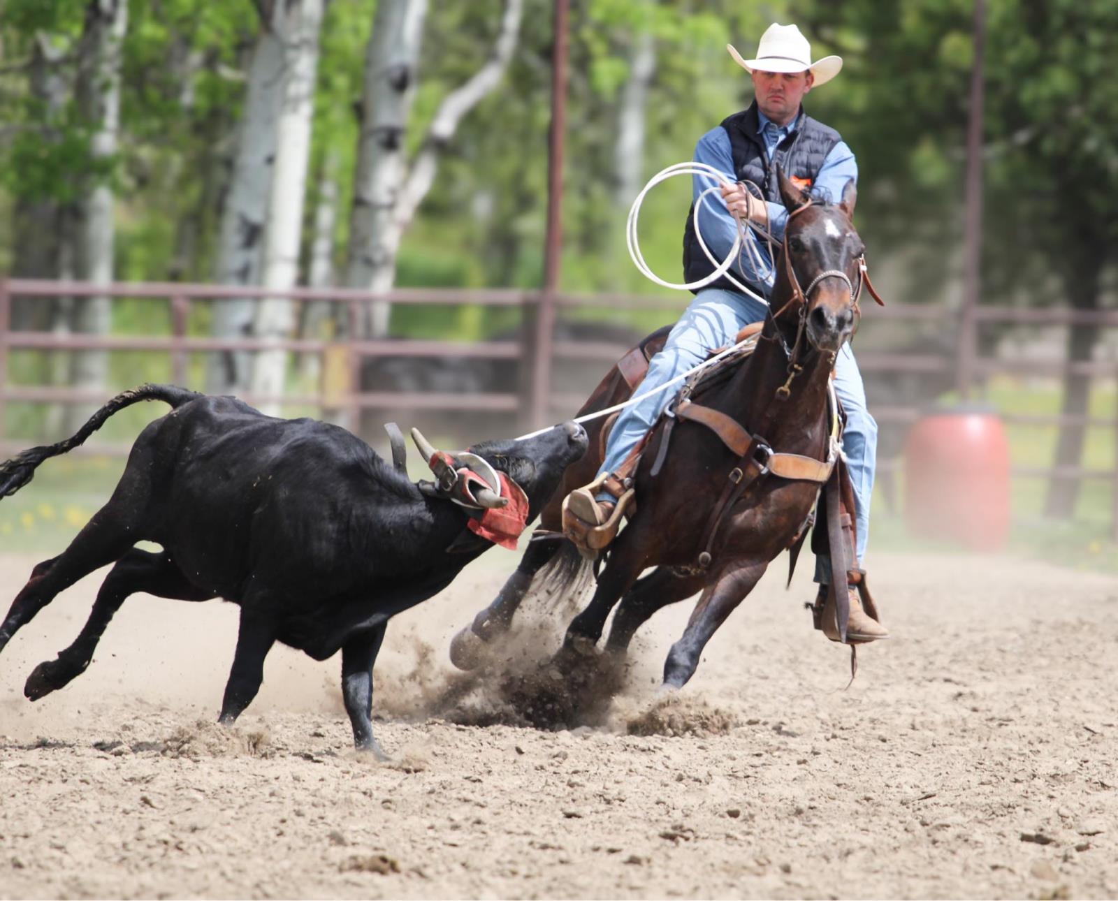 Chicken Little Doc: - All Around Horse Sale