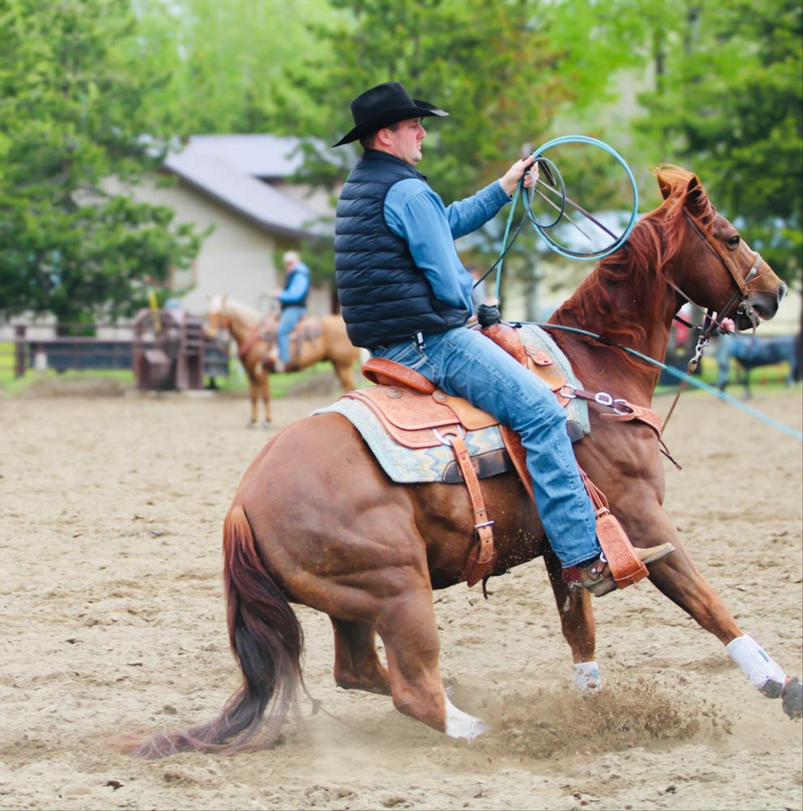 Zans Silent Fynn: - All Around Horse Sale