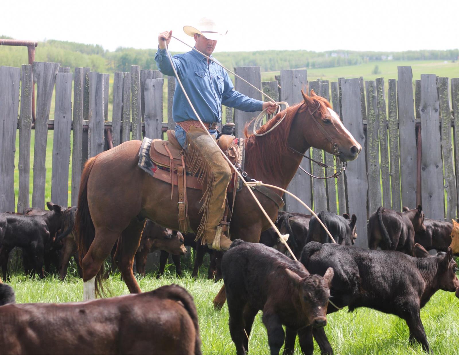 Zans Silent Fynn: - All Around Horse Sale