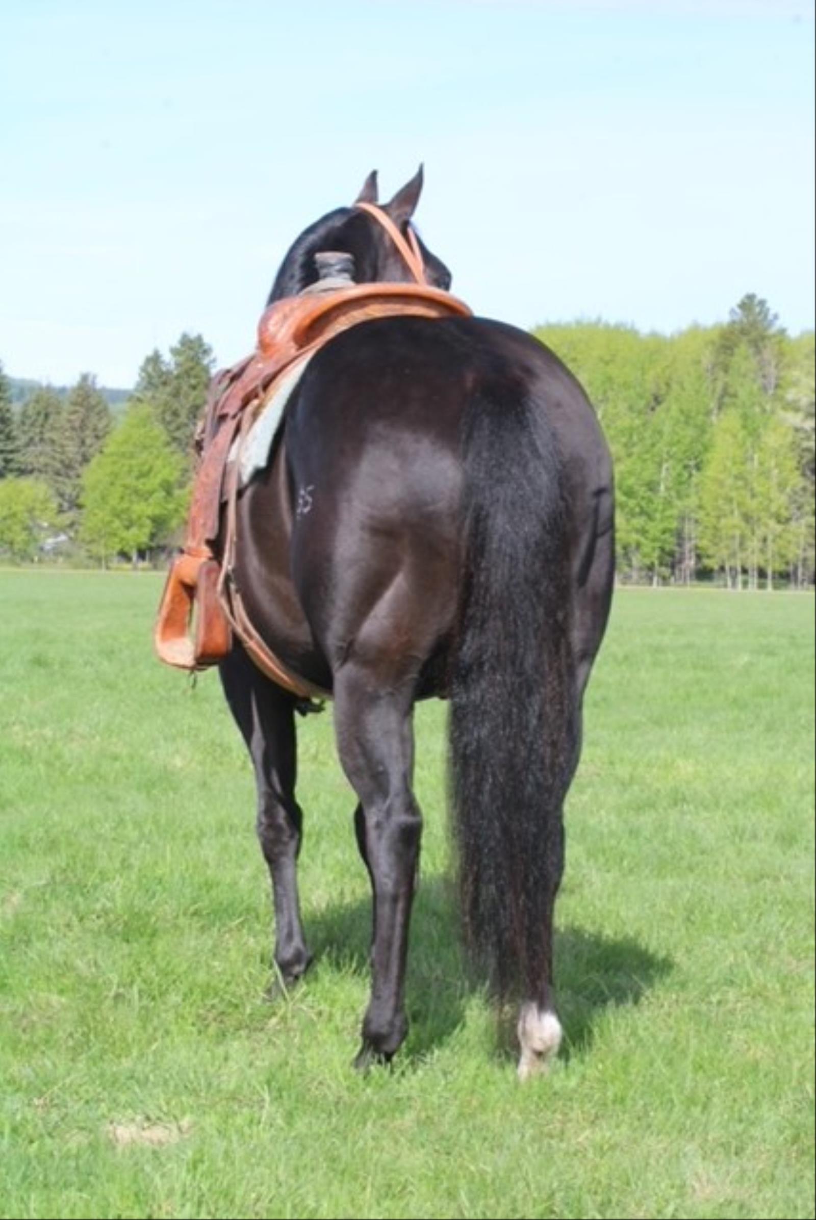 Five Dollar Pistol: - All Around Horse Sale