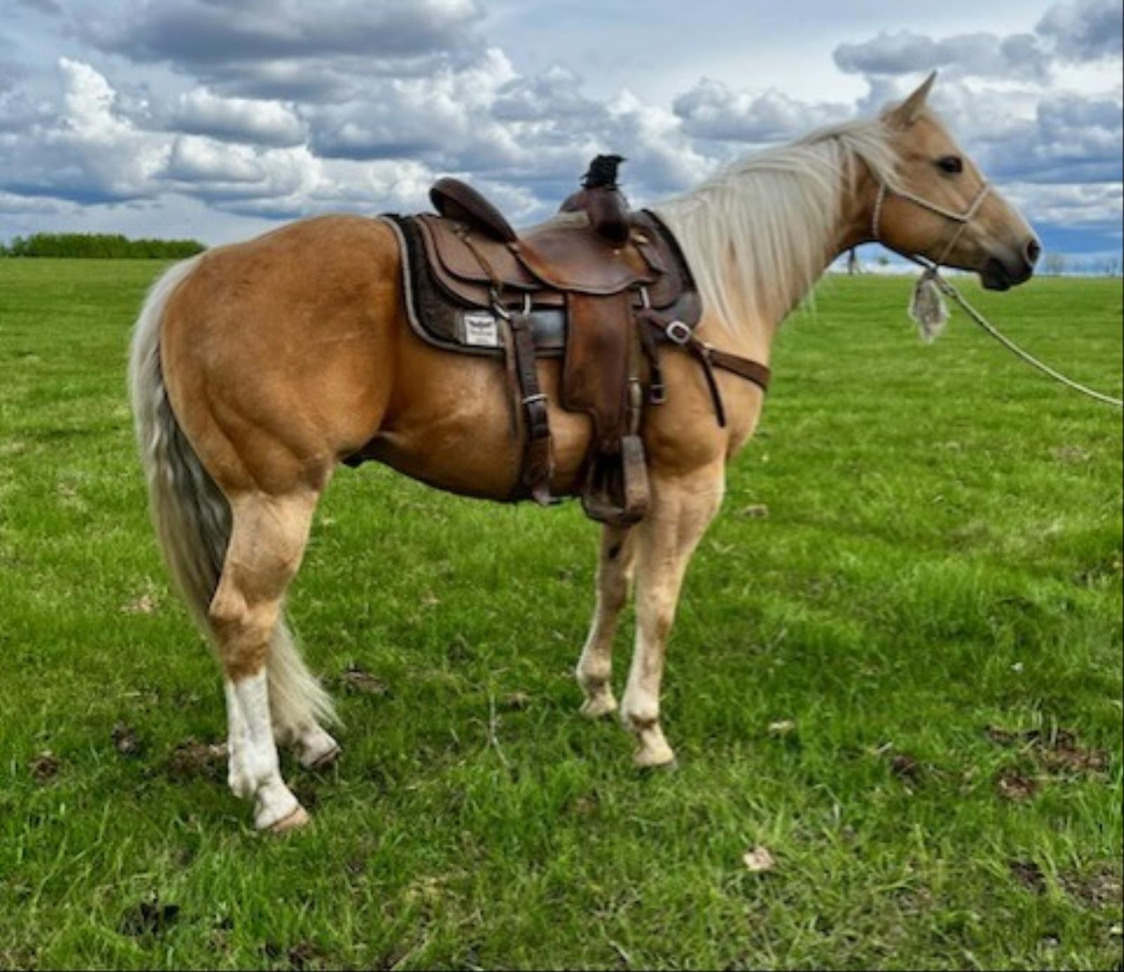 Rex Noble: - All Around Horse Sale