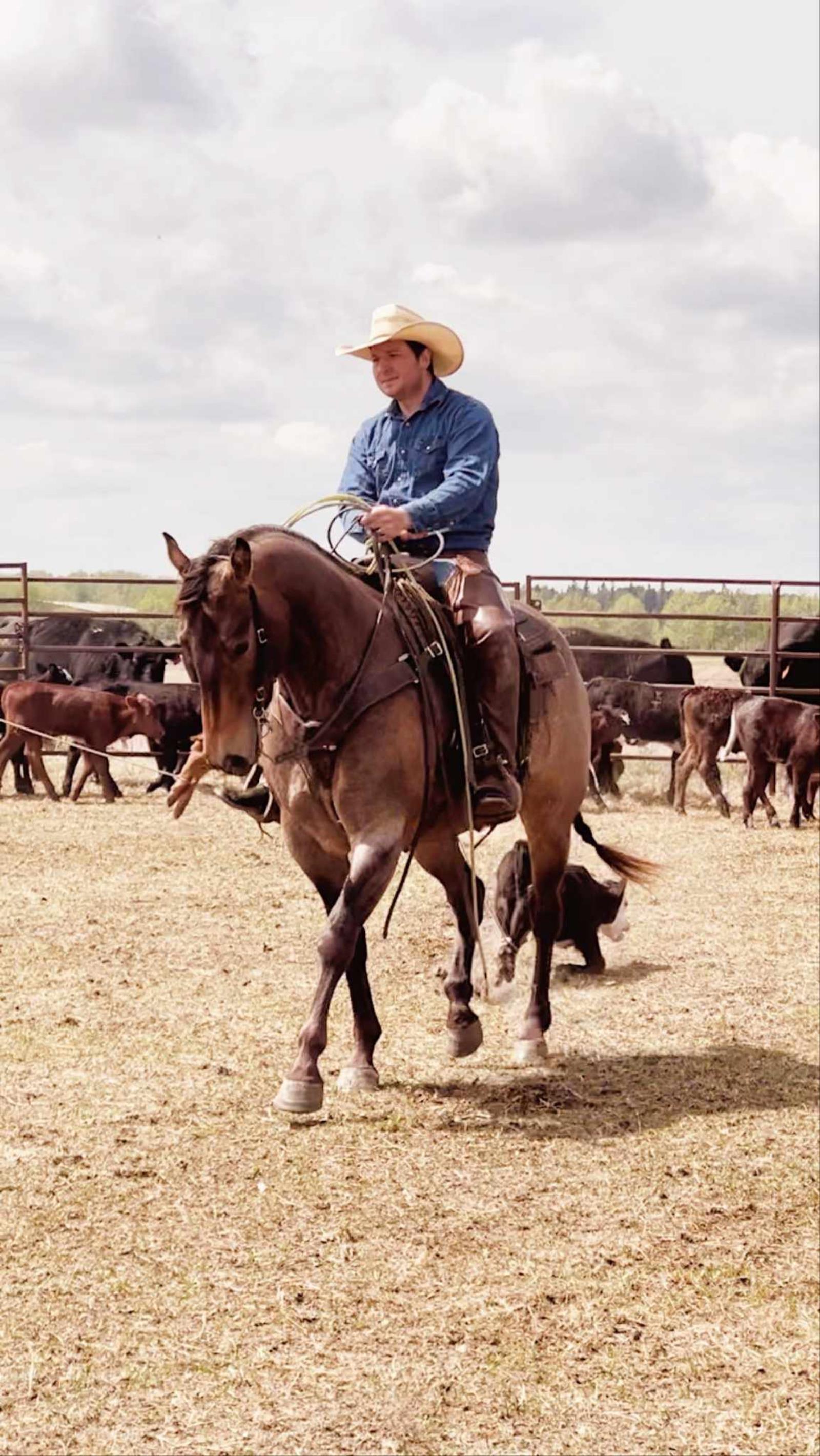 BS Docs Smart Rey: - All Around Horse Sale