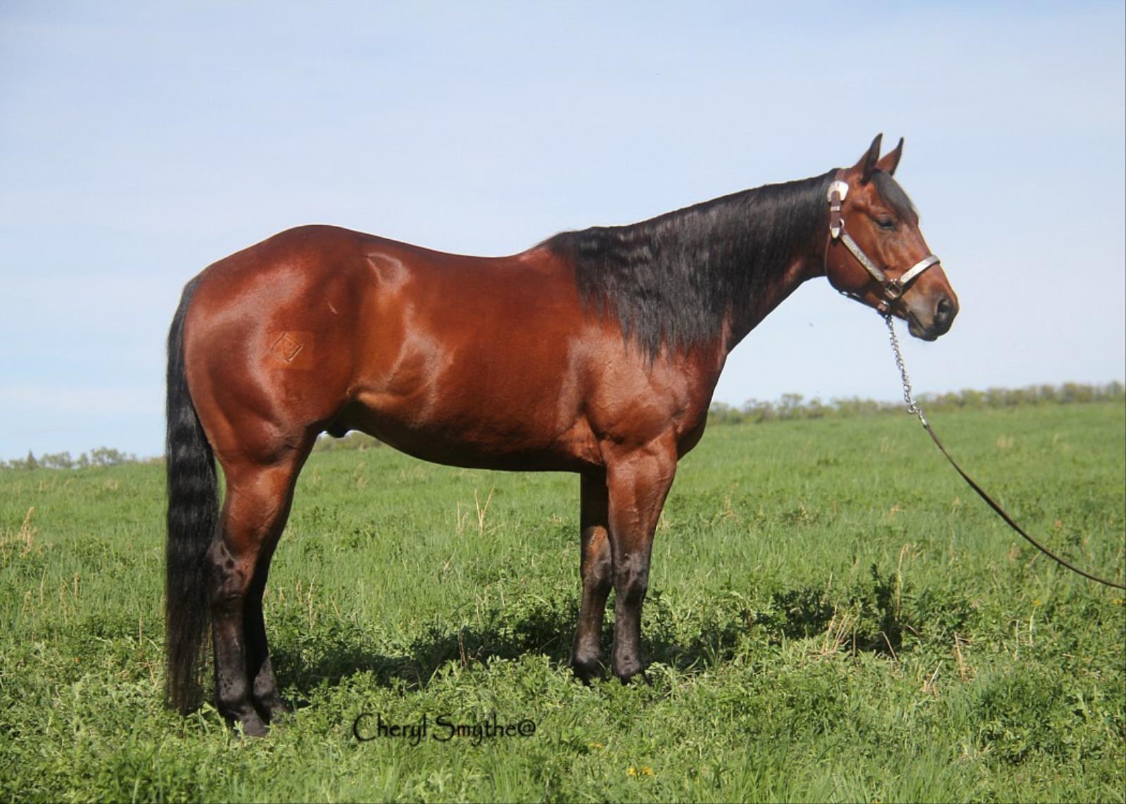 Count Acey: - All Around Horse Sale