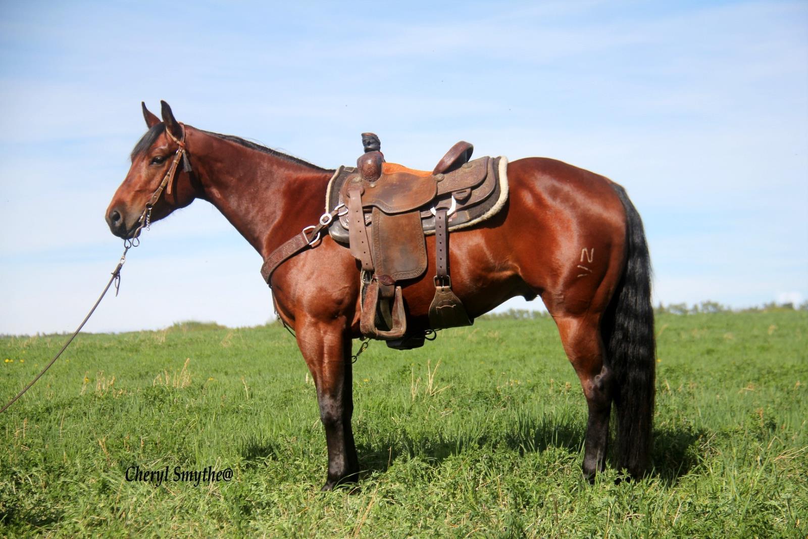 Count Acey: - All Around Horse Sale