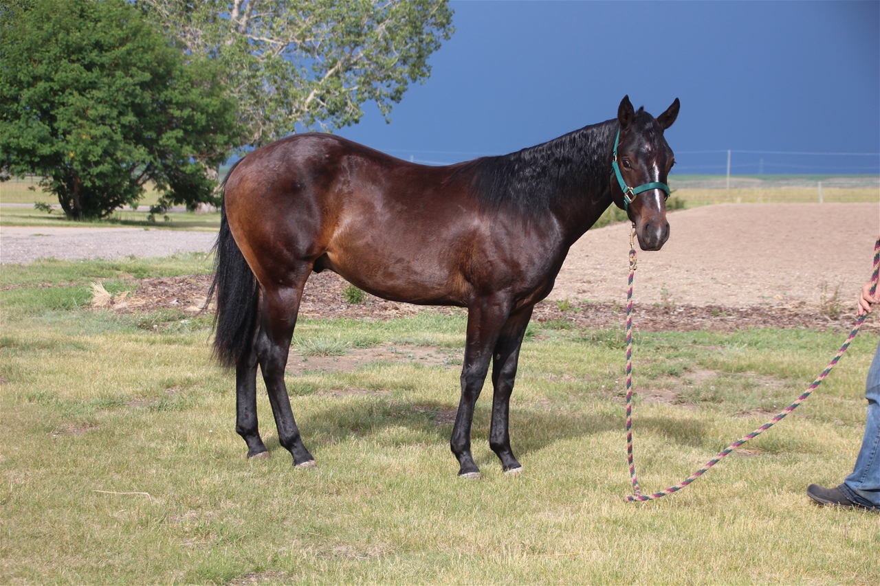 One Gun Remington : - Barheide Quarter Horses