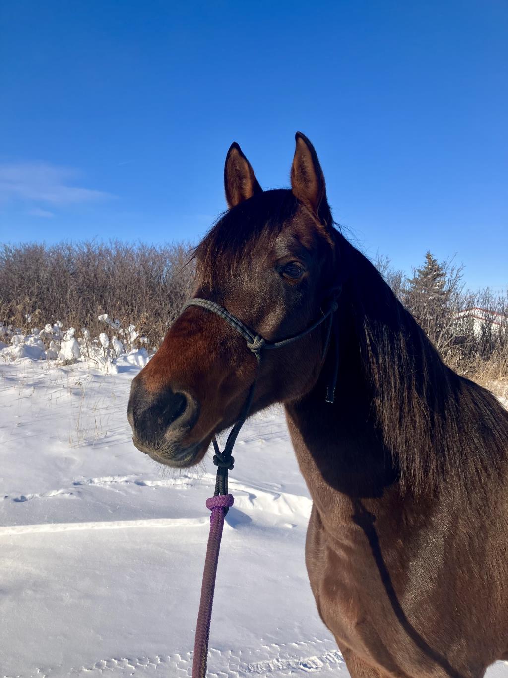 Sidra, 2018 Azteca Bay Rabicano Mare - for sale