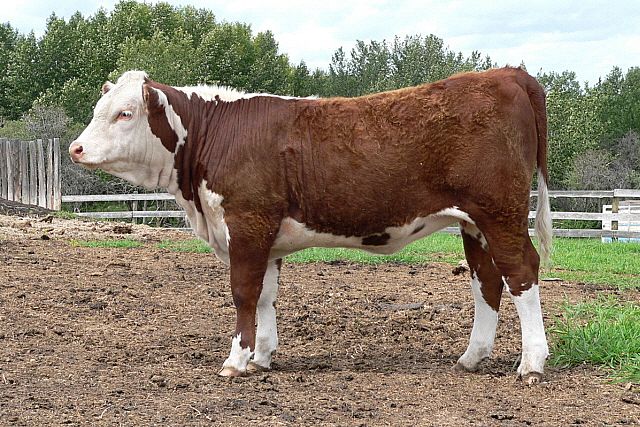 Coyote Acres Ranch - Polled Herefords