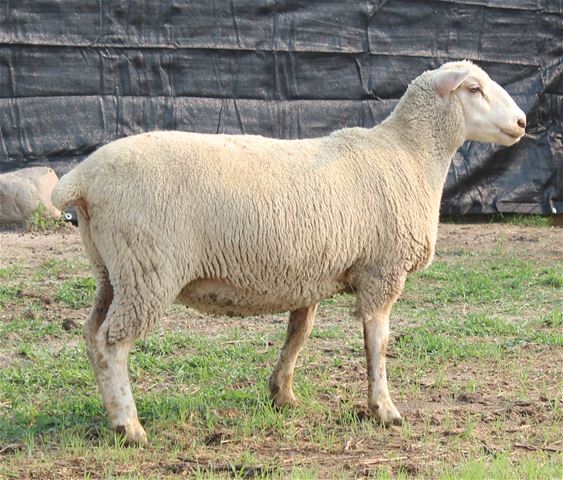 Coyote Acres Ranch - Canadian Arcott Sheep