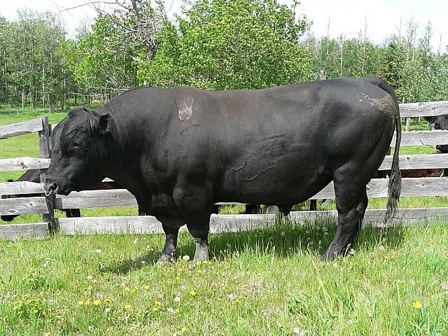 Coyote Acres Ranch - Angus Cattle