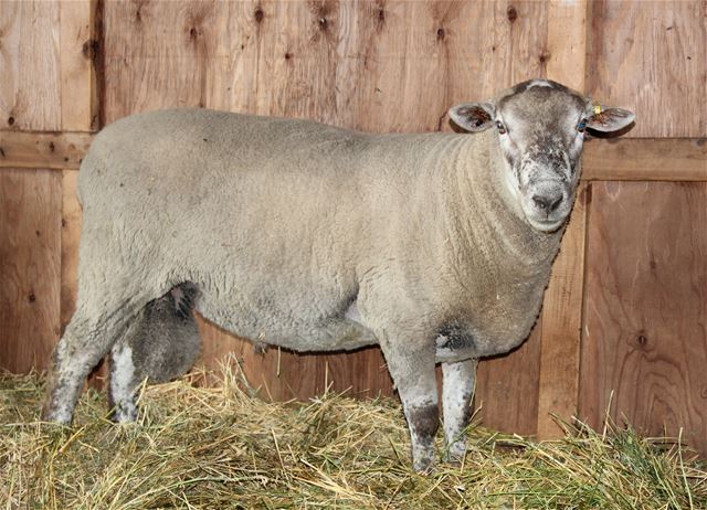 Coyote Acres Ranch - Canadian Arcott Sheep