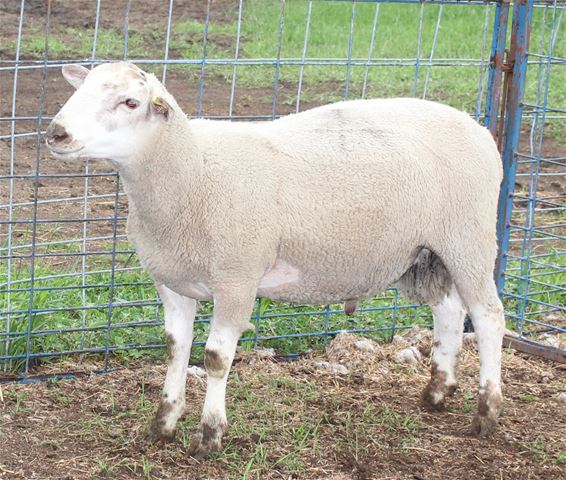 Coyote Acres Ranch - Canadian Arcott Sheep