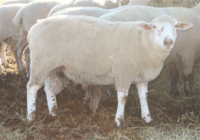 Coyote Acres Ranch - Canadian Arcott Sheep