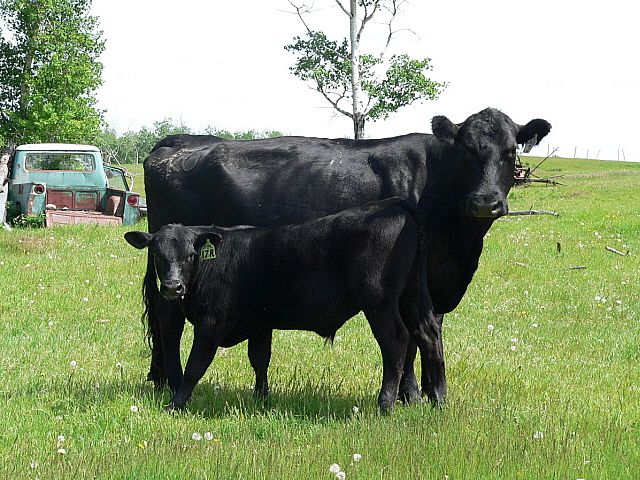 Coyote Acres Ranch - Angus Cattle