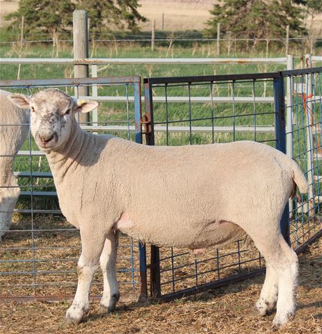 Coyote Acres Ranch - Canadian Arcott Sheep