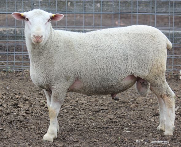 Coyote Acres Ranch - Canadian Arcott Sheep
