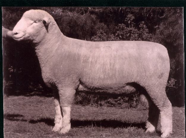 Coyote Acres Ranch - Polled Dorset Sheep