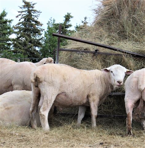 Coyote Acres Ranch - Canadian Arcott Sheep