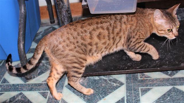 Coyote Acres Ranch - Bengal Cats