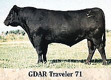 Coyote Acres Ranch - Angus Cattle