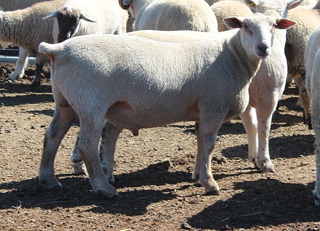 Coyote Acres Ranch - Canadian Arcott Sheep