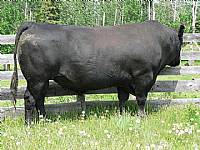 Coyote Acres Ranch - Angus Cattle