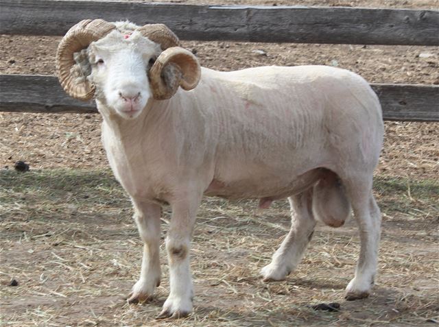 Coyote Acres Ranch - Horned Dorset Sheep