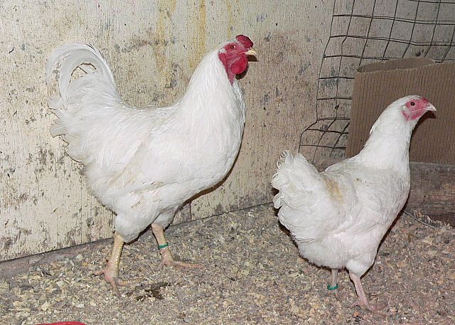 Coyote Acres Ranch - Chantecler Chickens