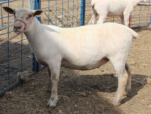 Coyote Acres Ranch - Canadian Arcott Sheep