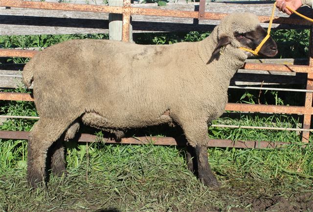 Coyote Acres Ranch - Shropshire Sheep