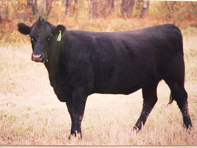 Coyote Acres Ranch - Angus Cattle