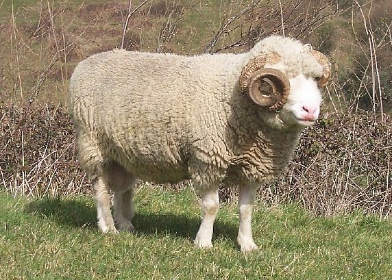 Coyote Acres Ranch - Horned Dorset Sheep