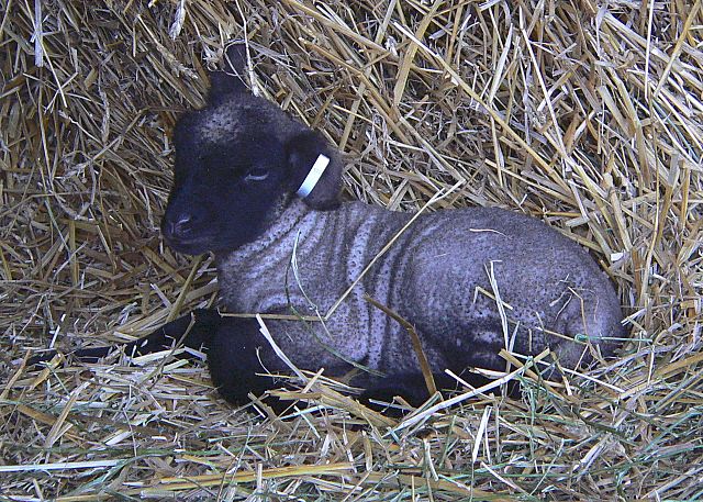 Coyote Acres Ranch - Shropshire Sheep