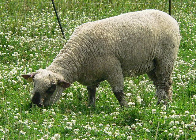 Coyote Acres Ranch - Shropshire Sheep