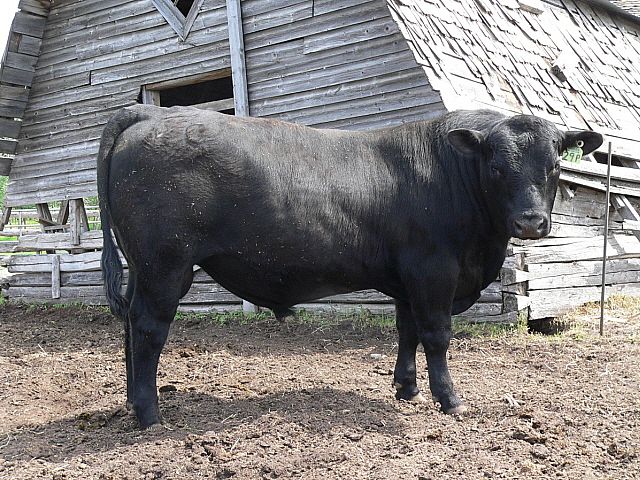 Coyote Acres Ranch - Angus Cattle