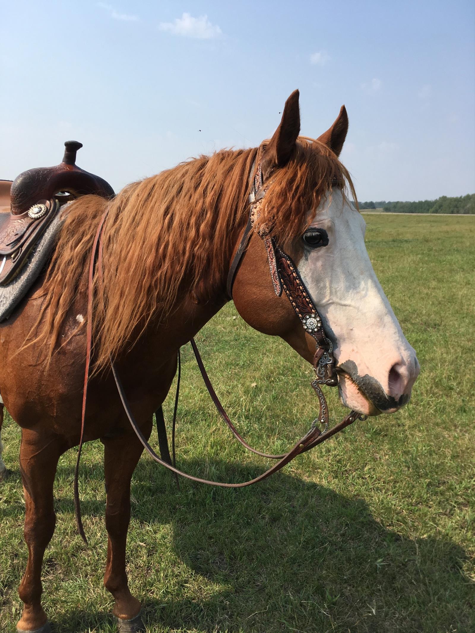Ruff Cuttin Diamond: - CW Performance Horses Sale