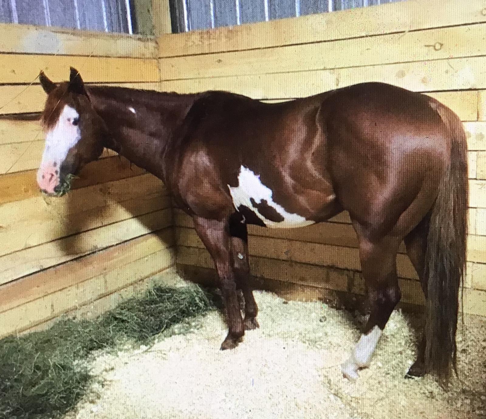 Ruff Cuttin Diamond: - CW Performance Horses Sale