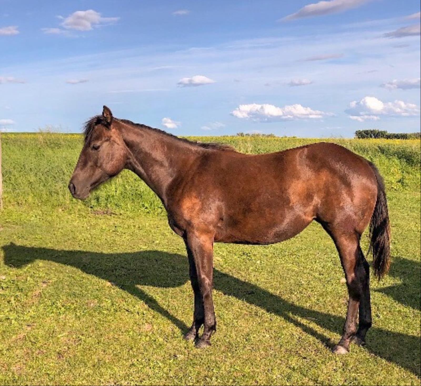 2018 filly: MS Gray Pistol: - Fleetwood Farms Quarter Horses Sale