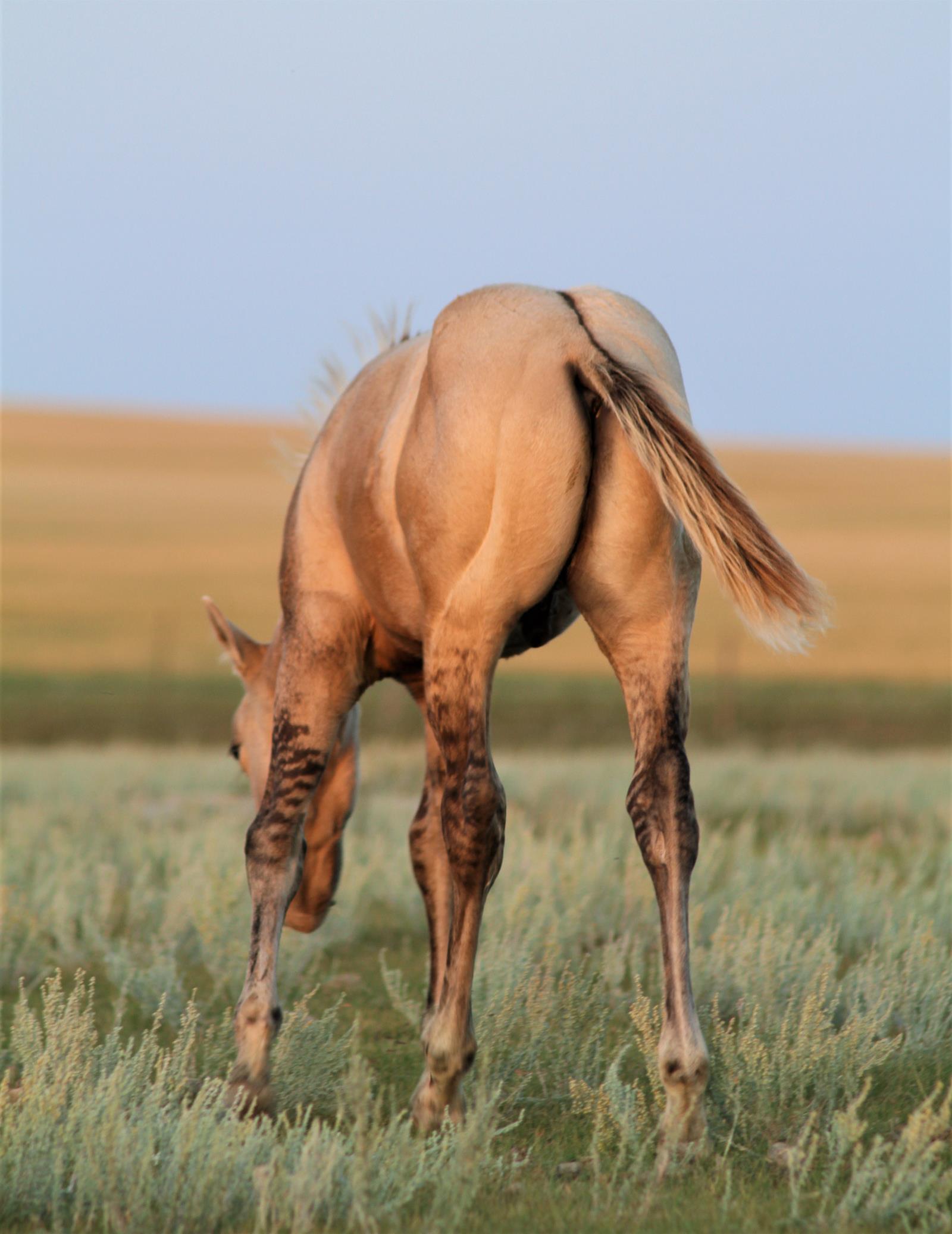 2019 Reata silver dun filly: - Fleetwood Farms Quarter Horses Sale