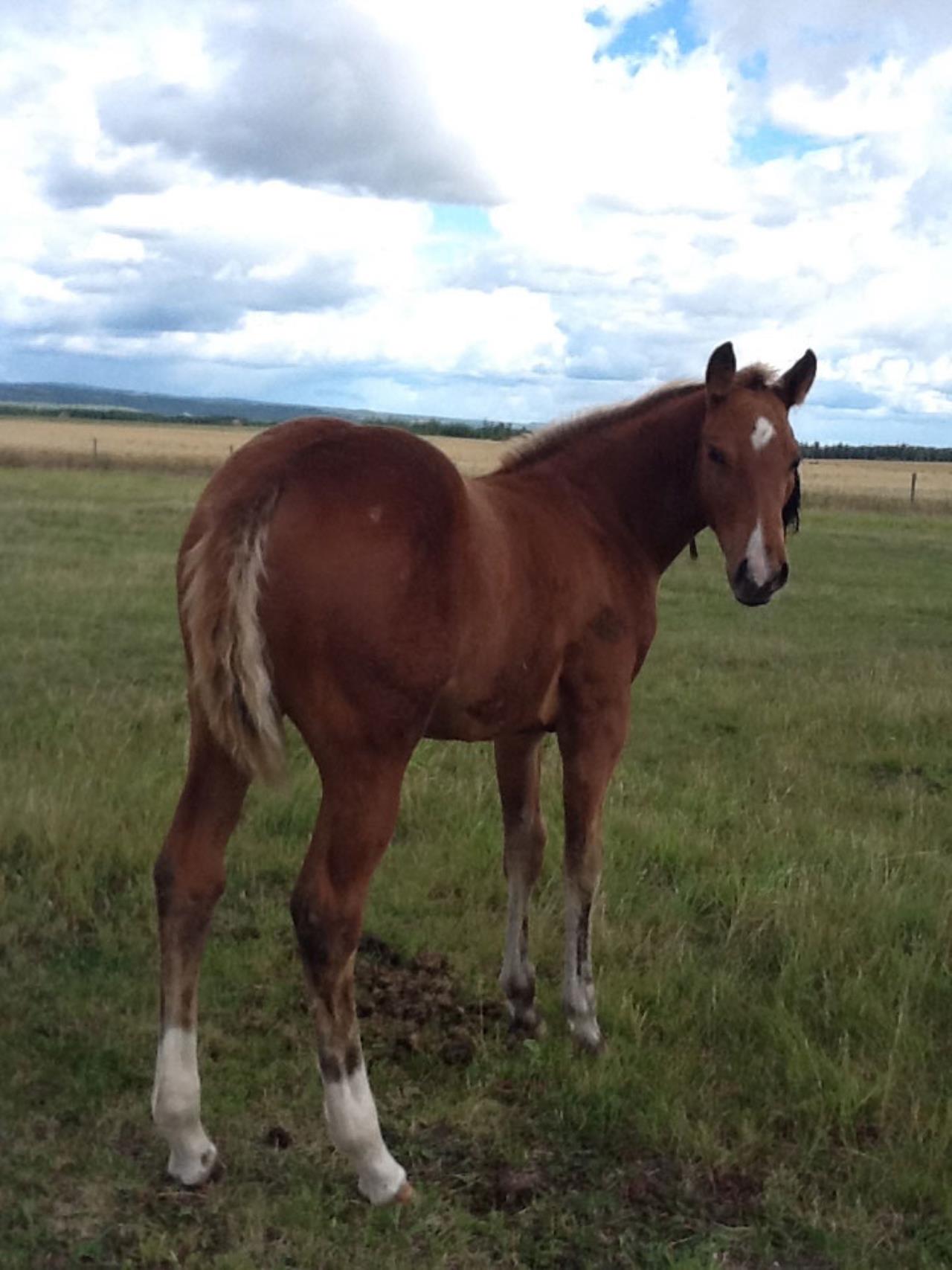 Gallery - Heartland Quarter Horses