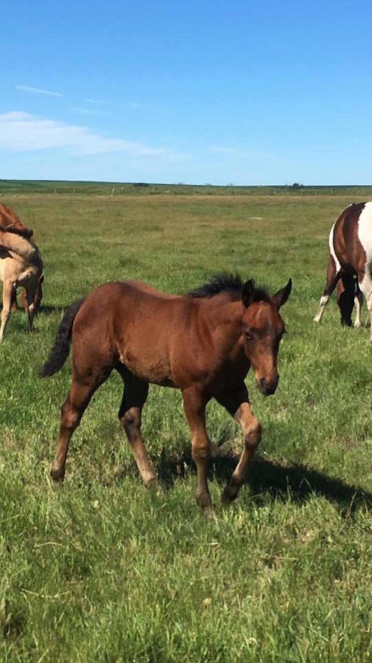 WILLYWOOD DRIFT: - Best of the West Performance Horse Sale