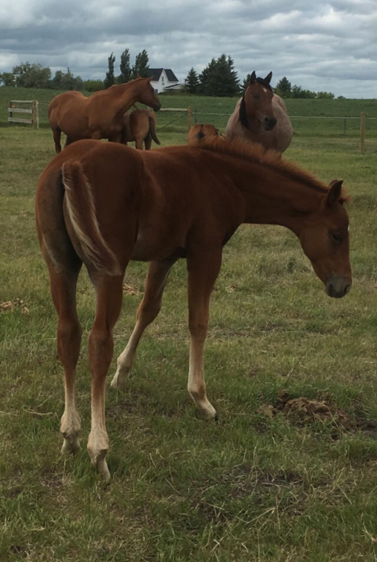 DCF BADGES RED SAN: - Best of the West Performance Horse Sale