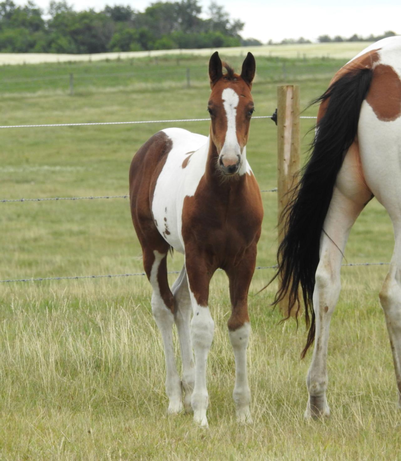 DCF ONE SMART CAT: - Best of the West Performance Horse Sale