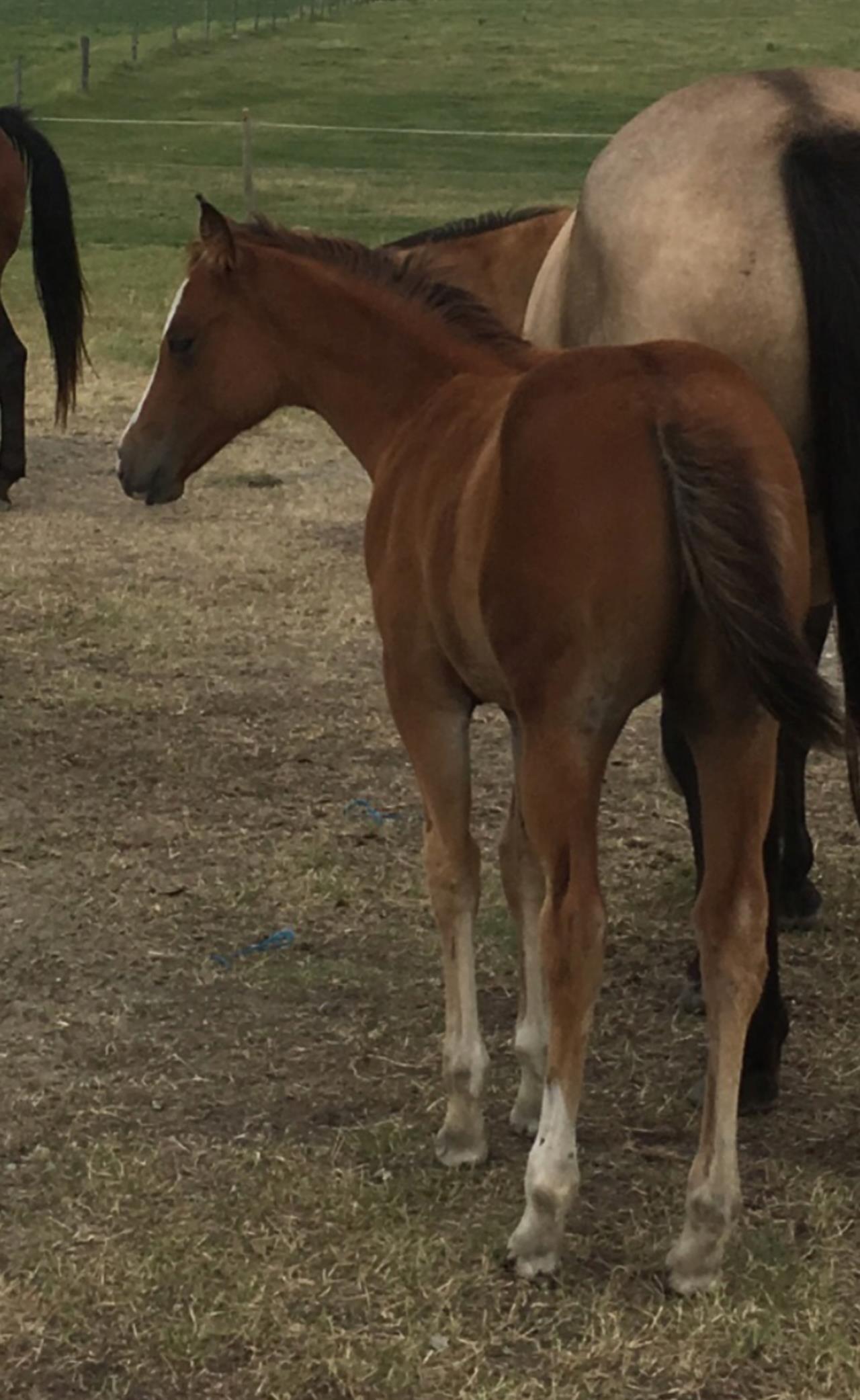 DCF SASSY LADY SAN: - Best of the West Performance Horse Sale