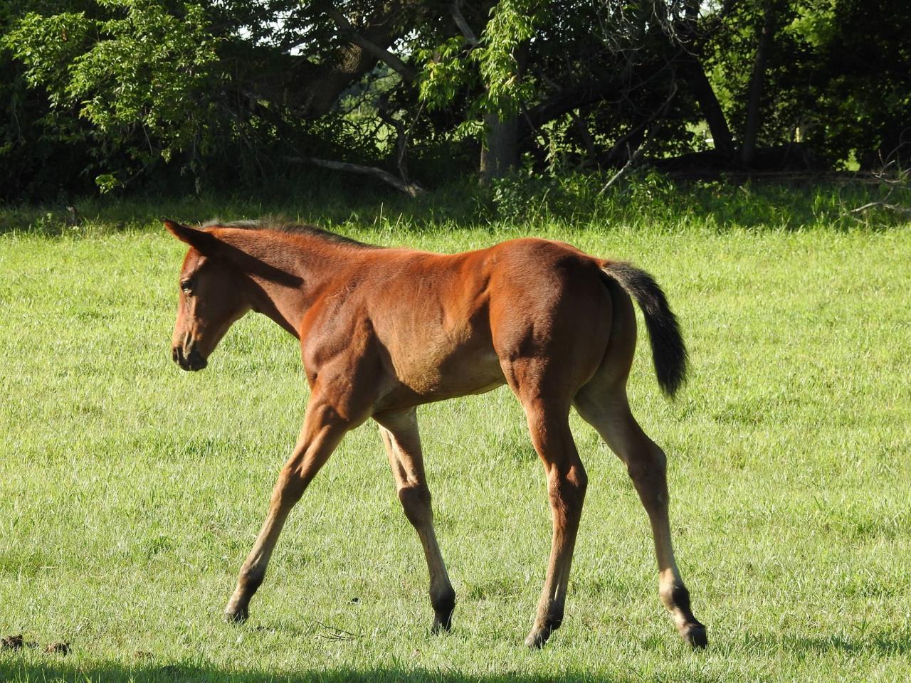 DCF BIG BAY BULLET: - Best of the West Performance Horse Sale