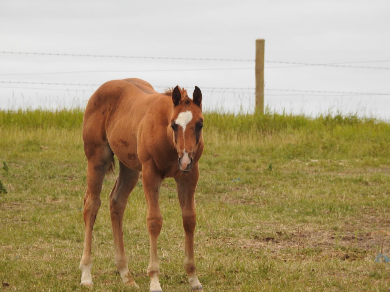 DCF HICKORY RIO KING: - Best of the West Performance Horse Sale