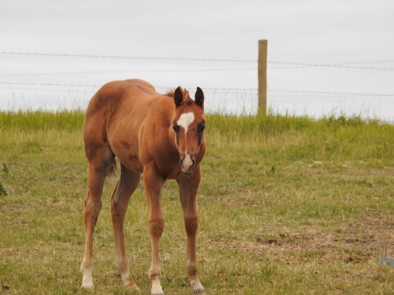 DCF HICKORY RIO KING: - Best of the West Performance Horse Sale