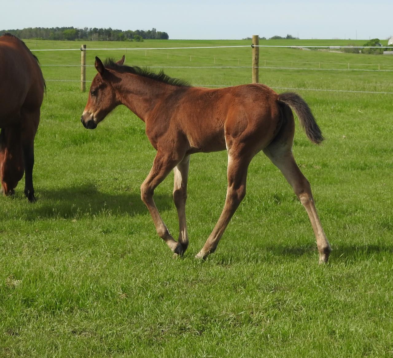 DCF HOT ROD CORONA: - Best of the West Performance Horse Sale