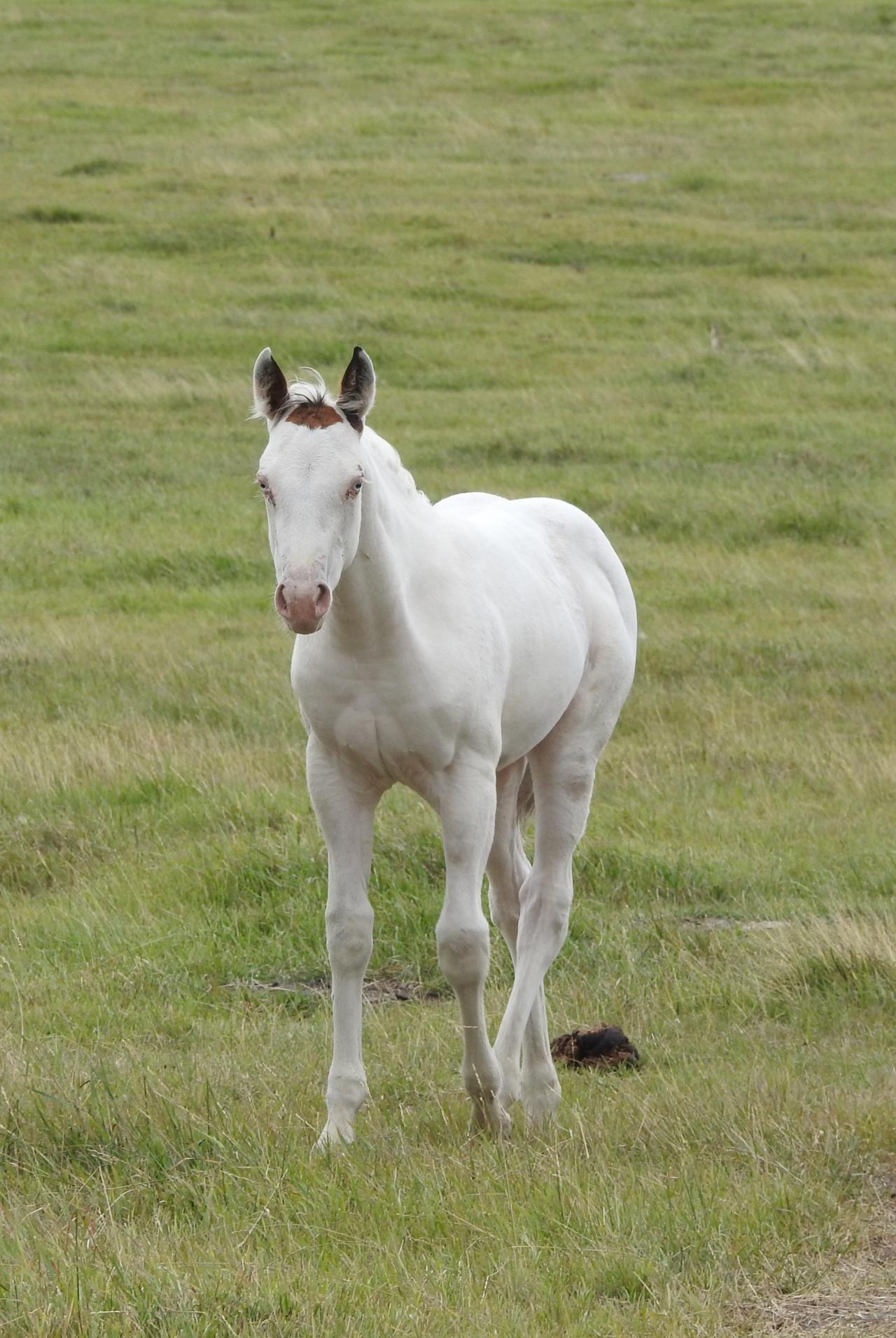 DCF MADE FOR MORE: - Best of the West Performance Horse Sale
